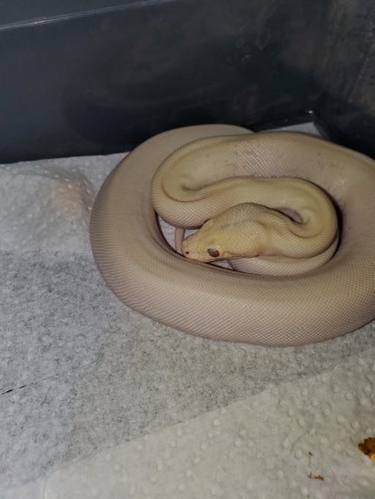 Blizzard 50% Het Green And 50% Het Granite Burmese Pythons by Urban ...