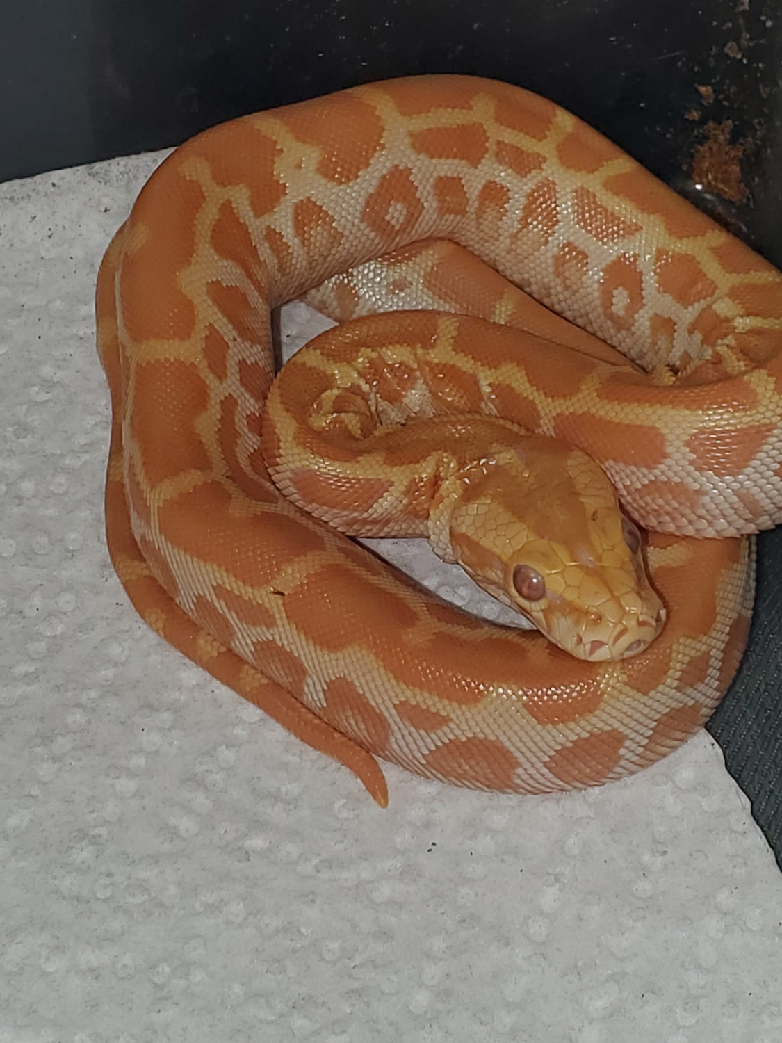 Pearl 50% Het Granite And 50% Het Green Burmese Pythons by Urban ...