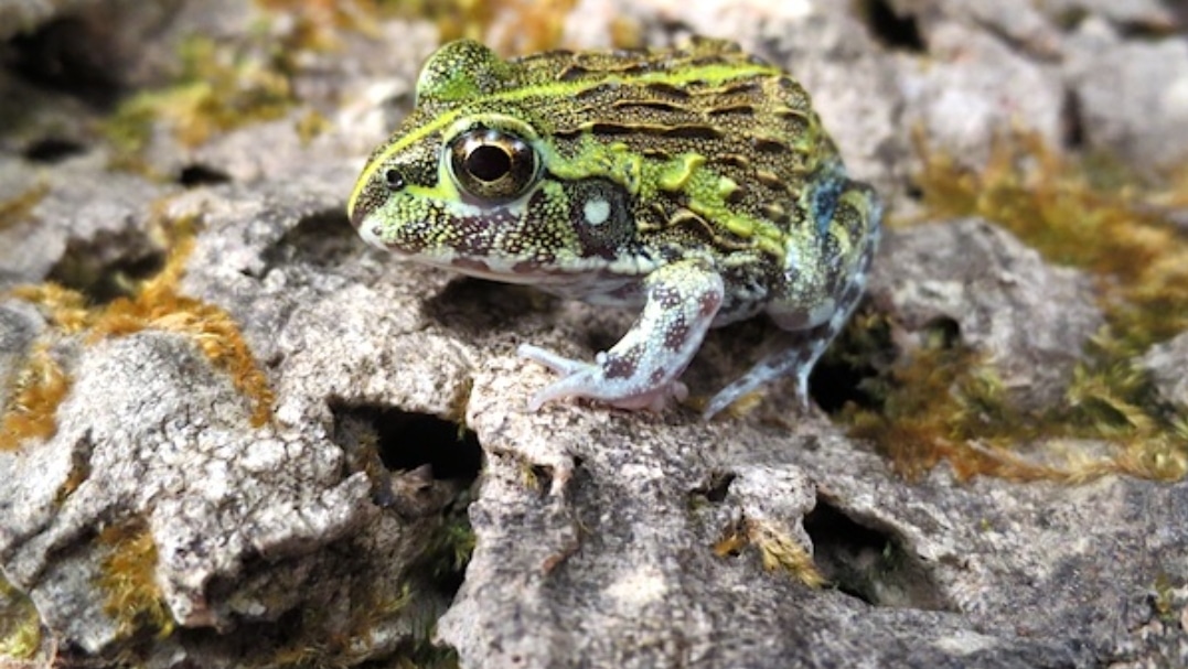 Pixie Bullfrog by Urban Reptiles - MorphMarket