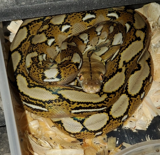 100% Het Orange Ghost Stripe 50% Het Amelanistic Reticulated Python by ...