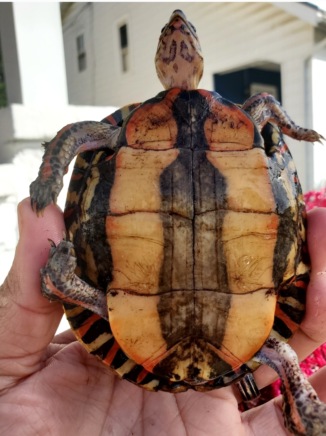Ornate Central American Wood Turtle by Urban Reptiles - MorphMarket