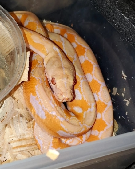 White Albino Sunfire Het Titanium Reticulated Python by Urban Reptiles