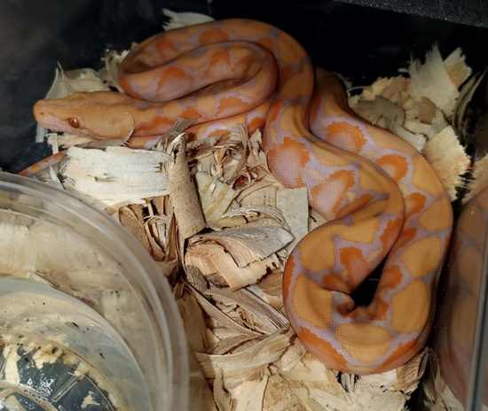 Lavender Albino Reticulated Python by Urban Reptiles