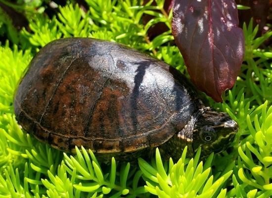 Common Musk Turtle Mud & Musk Turtles by Urban Reptiles