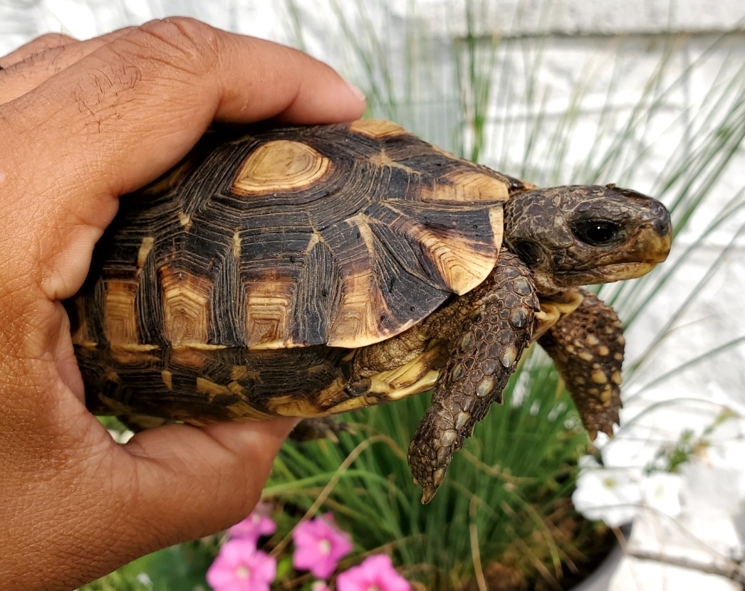 Speke's Hinge-back Tortoise by Urban Reptiles - MorphMarket