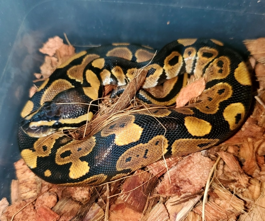 Normal Ball Pythons by Urban Reptiles - MorphMarket