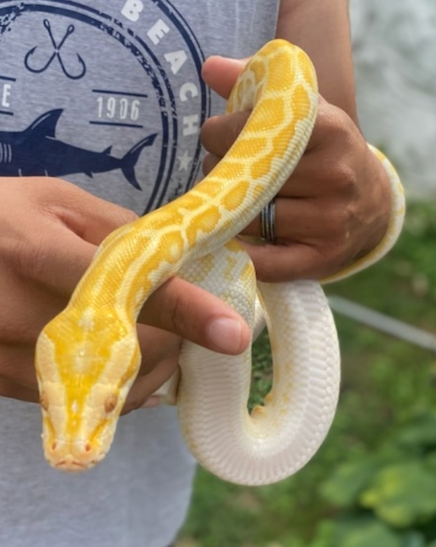 Pearl Het Green Burmese Python by Urban Reptiles - MorphMarket