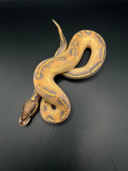 Orange Dream Highway Ball Python by Urban Scale Exotics