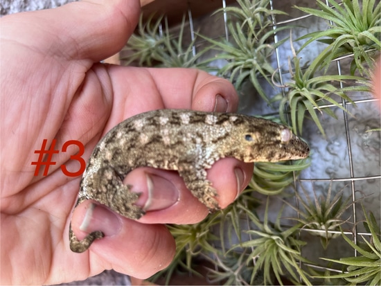 Leachie Pure Moro Leachianus Gecko by Jon’s Baby Lizards