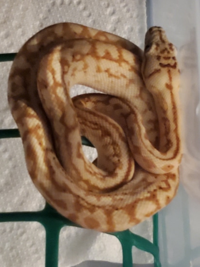 Super Carmel Jag / Zebra Carpet Python Other Carpet Python by Ryan ...