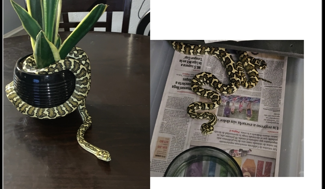 Diamond Jungle Jag Other Carpet Python by Ryan & Deb's Super Caramel ...