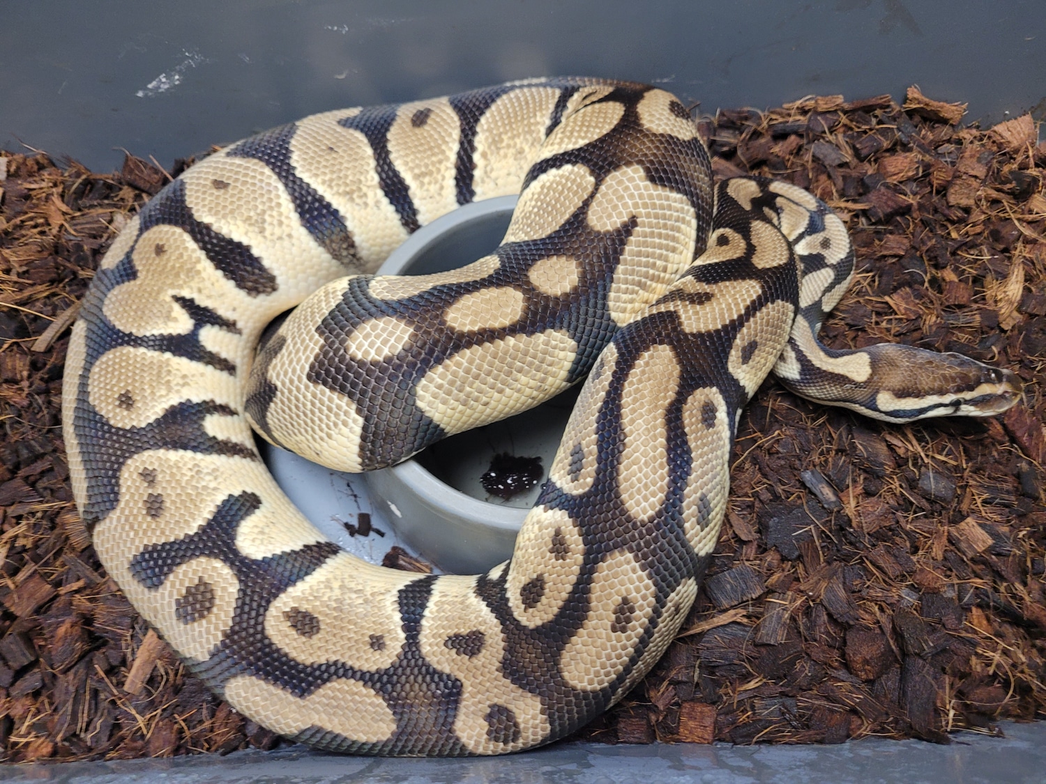 Pastel Orange Dream Ball Python by Kush constrictors - MorphMarket