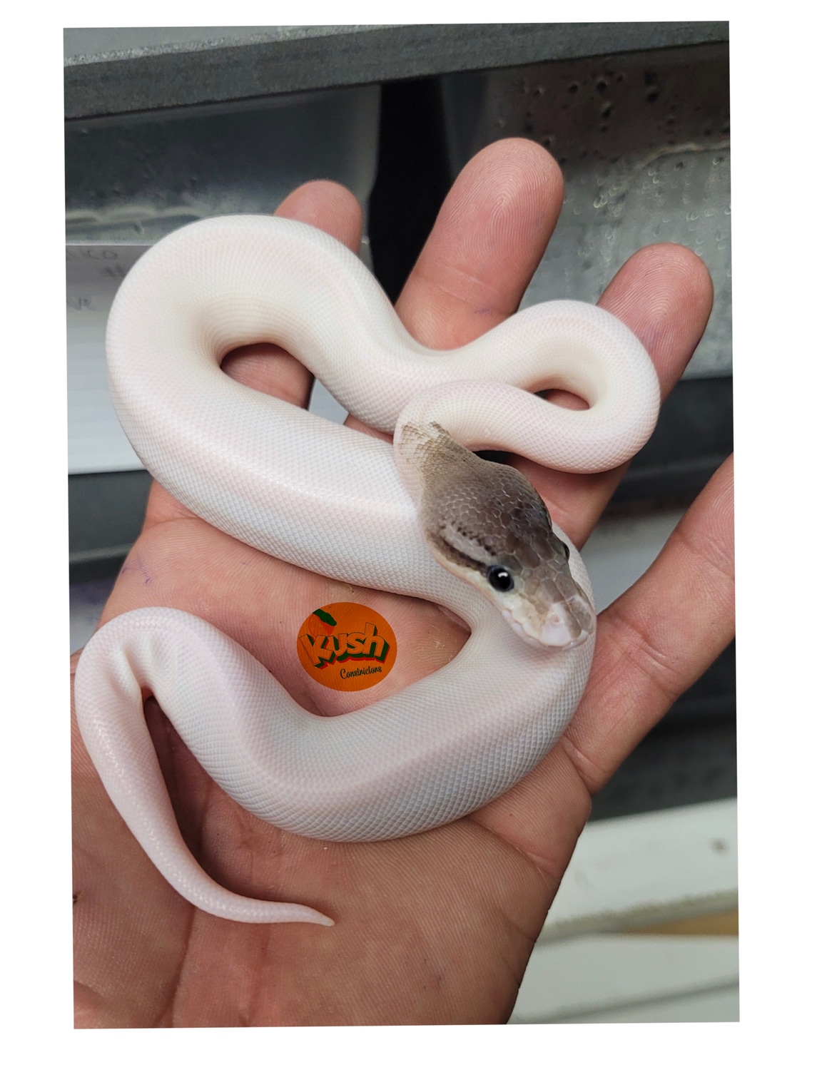 Pewter Pied Pos Od Ball Python by Kush constrictors - MorphMarket