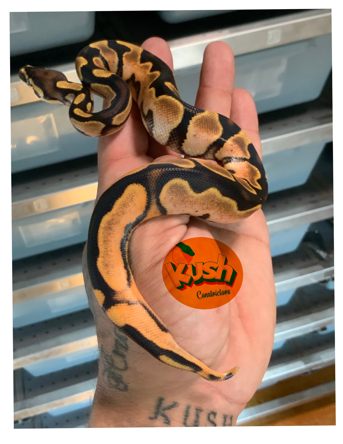 Orange Dream Calico %100 Het Pied Ball Python by Kush constrictors ...