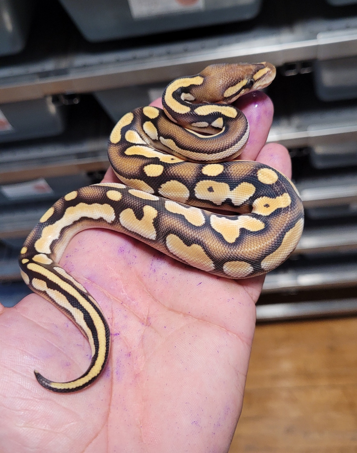 Orange Dream Calico Specter Mojave Ball Python by Kush constrictors ...