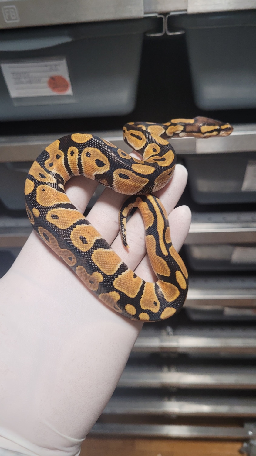 Orange Dream Specter Ball Python by Kush constrictors - MorphMarket