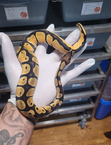 Super Orange Dream Specter Ball Python by Kush constrictors