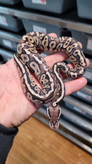 Black Pastel Pastel %100 Het Desert Ghost %66 Het Hypo %50 Het Pied ...