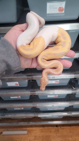 Orange Dream Banana Pied Pos Calico Ball Python by Kush constrictors