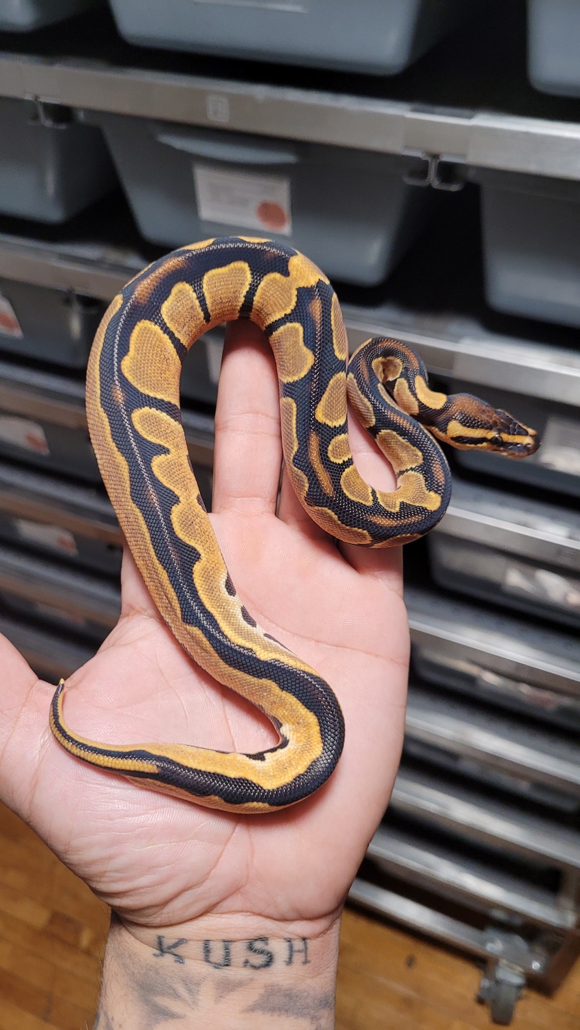 Orange Dream Calico Specter Ball Python by Kush constrictors - MorphMarket