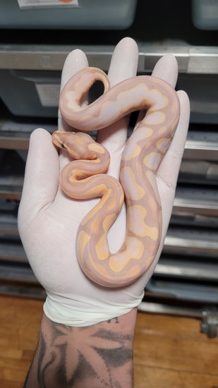 Banana Calico Orange Dream Specter Ball Python by Kush constrictors