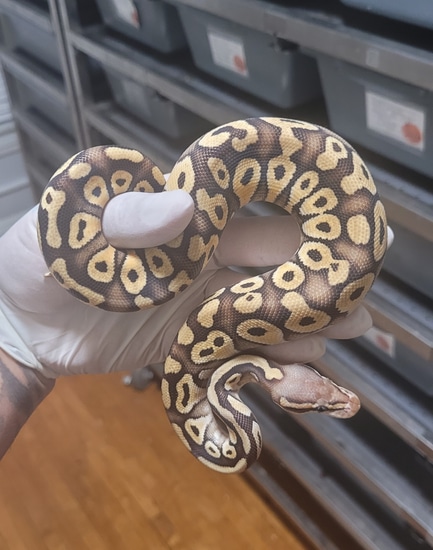 Super Pastel Mojave %100 Het Desert Ghost %66 Hypo %50 Het Pied Ball ...