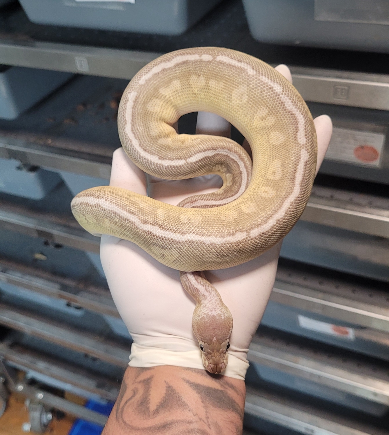 Hidden Gene Woma, Mojave, Pastel, Cinnamon %100 Het Desert Ghost %50 ...