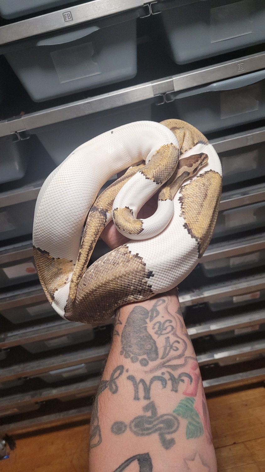 Super Pastel Sandblast Pied Ball Python by Kush constrictors - MorphMarket