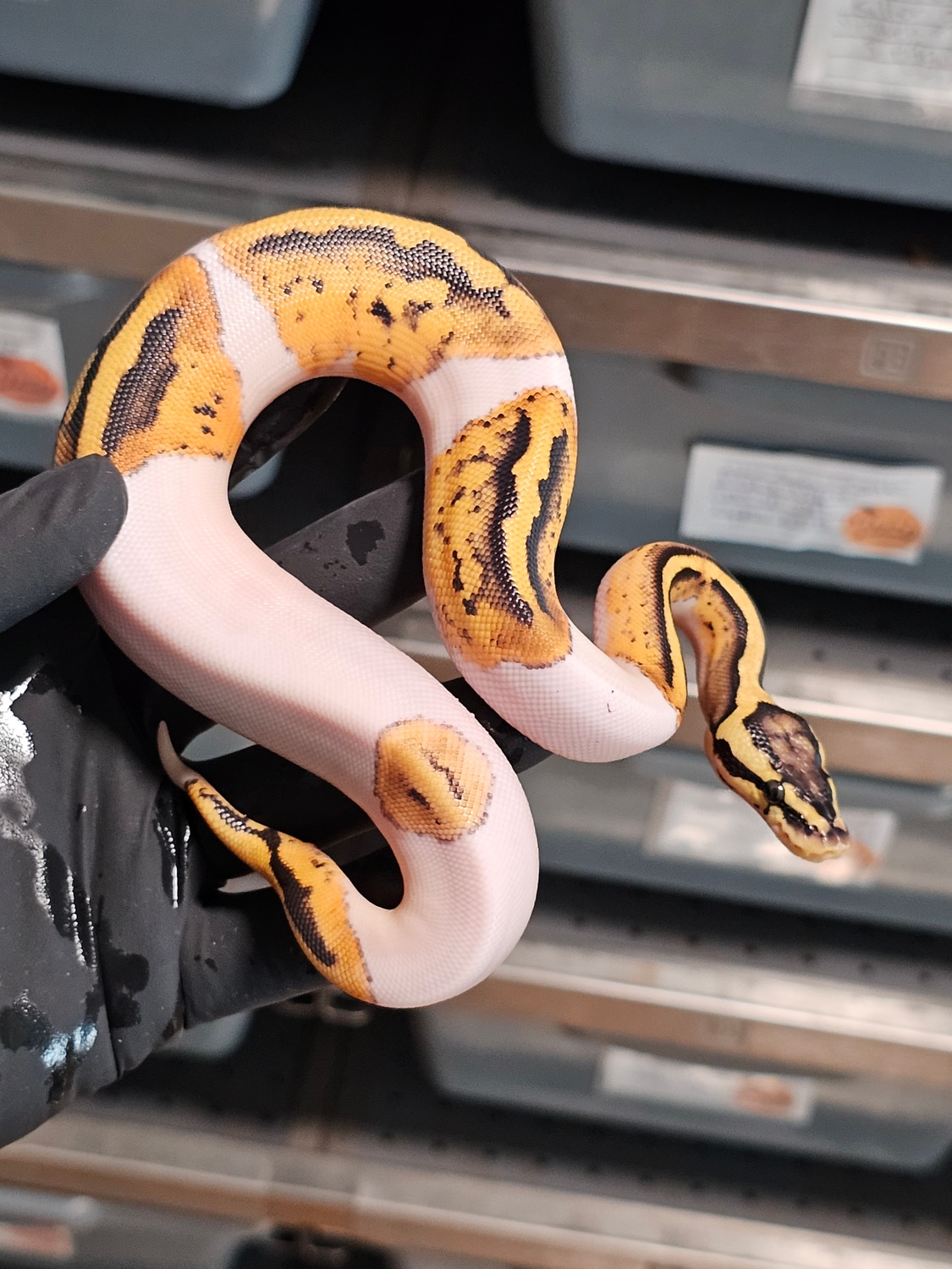 Orange Dream Pastel Enchi Pied %100 Het Clown Ball Python by Kush ...