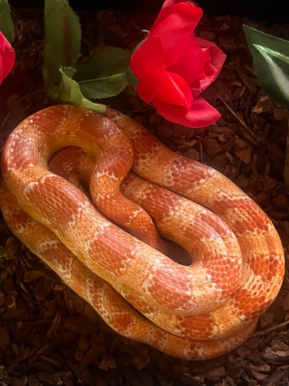 Albino Creamsicle (Noodles) Corn Snake by The Aeipathy
