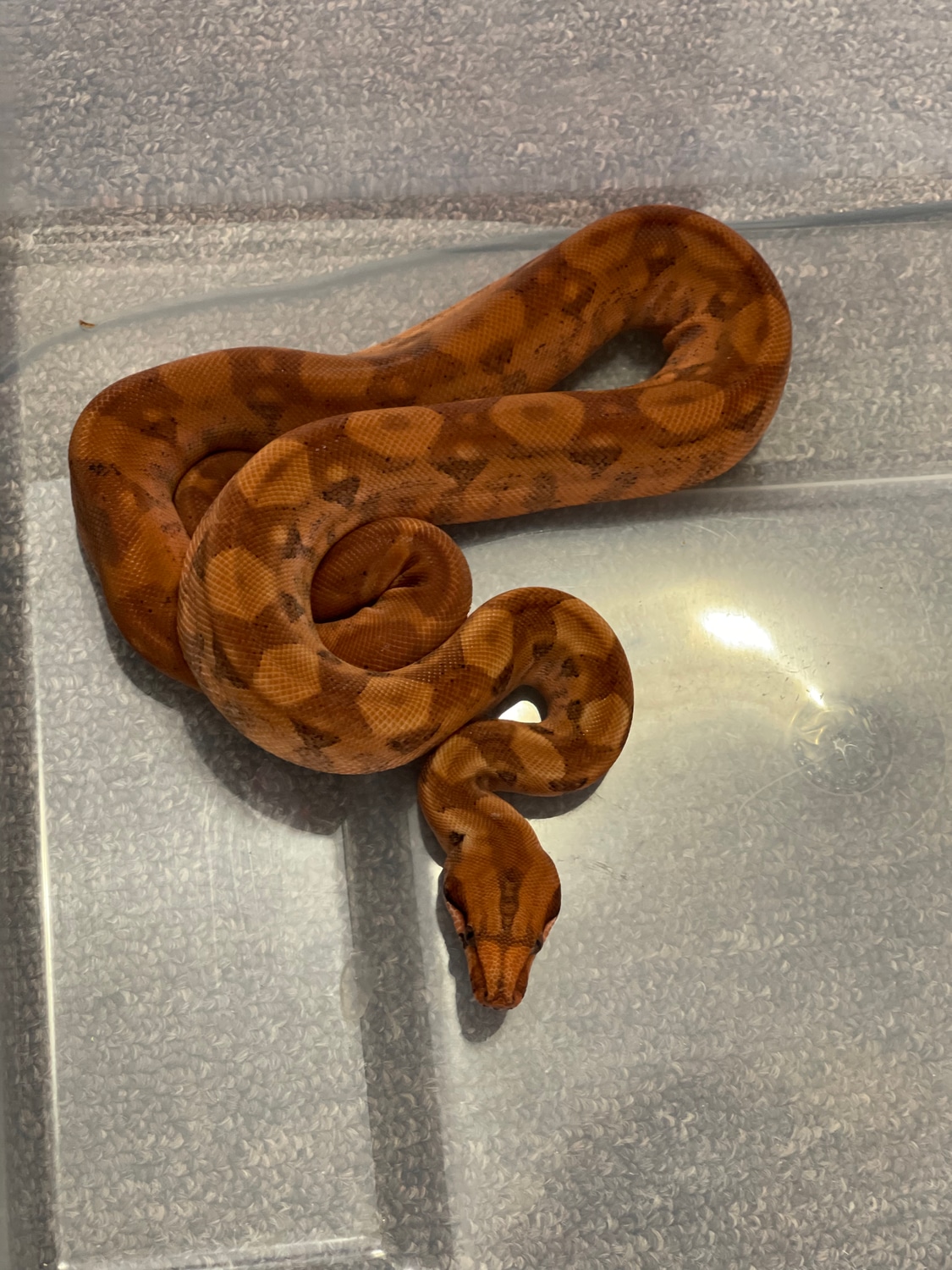 Hypo Blood Boa Constrictor by Semper Fi Exoctics - MorphMarket