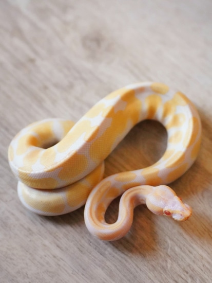 High Contrast Albino Ball Python by Serpent City
