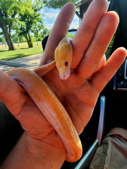 White Phase Albino Pied Reticulated Python by Serpent City