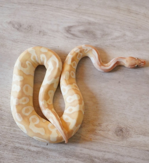 Banana Enchi Lesser Ball Python by Serpent City