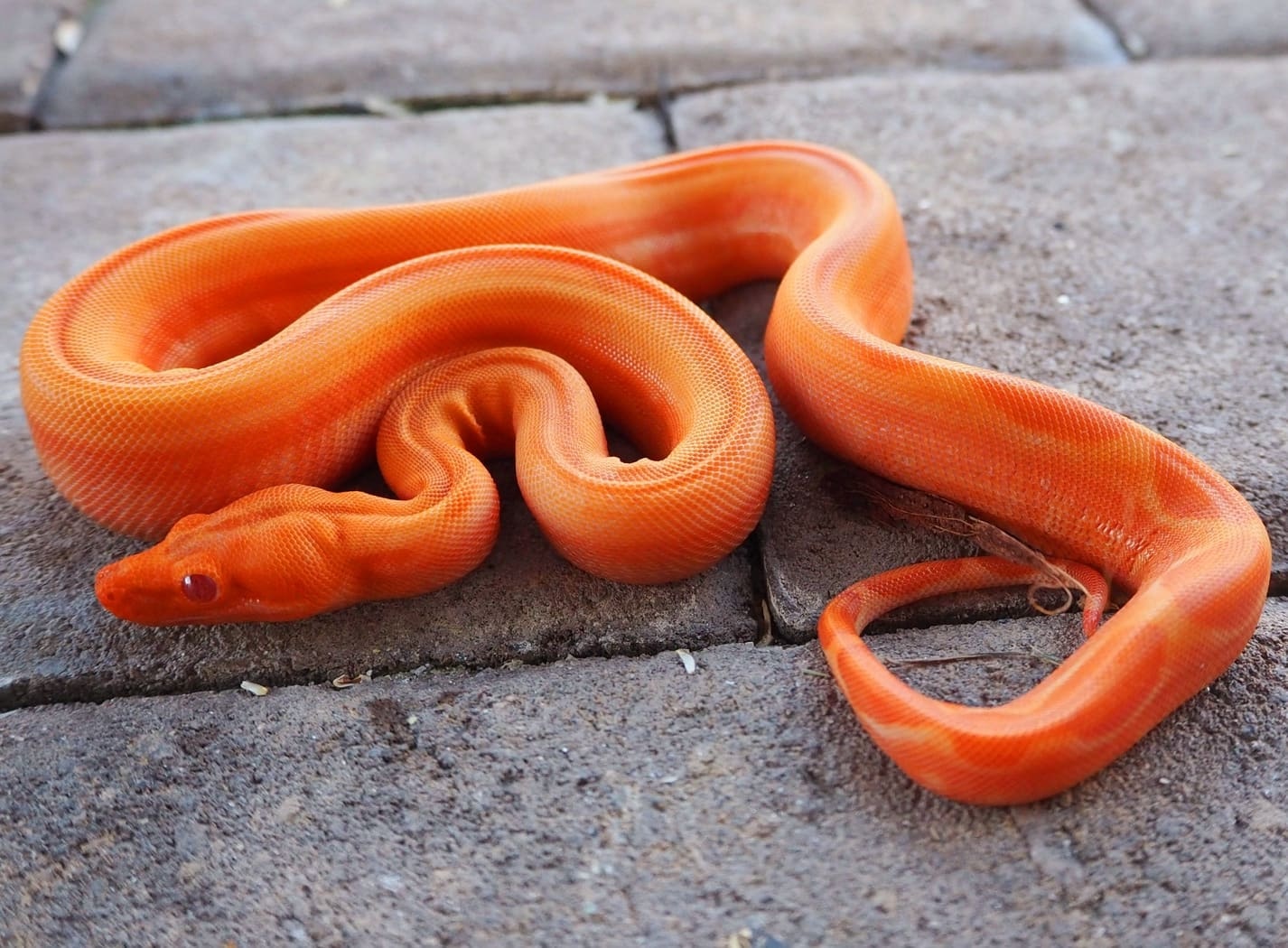 Nearly Solid Orange Jungle Sun Dragon Boa Constrictor by Serpent City ...