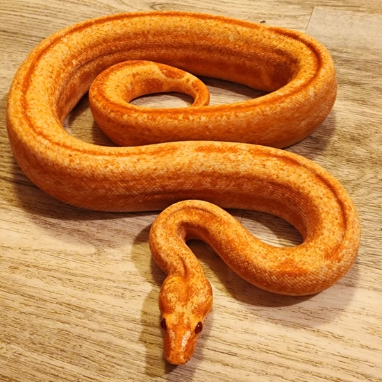 Sunglow Eclipse Boa Constrictor by Serpent City