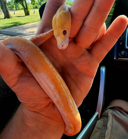 White Phase Albino Pied Reticulated Python by Serpent City