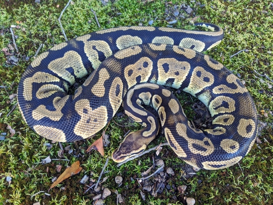 Pastel Ball Python by Ultra Violet Exotics