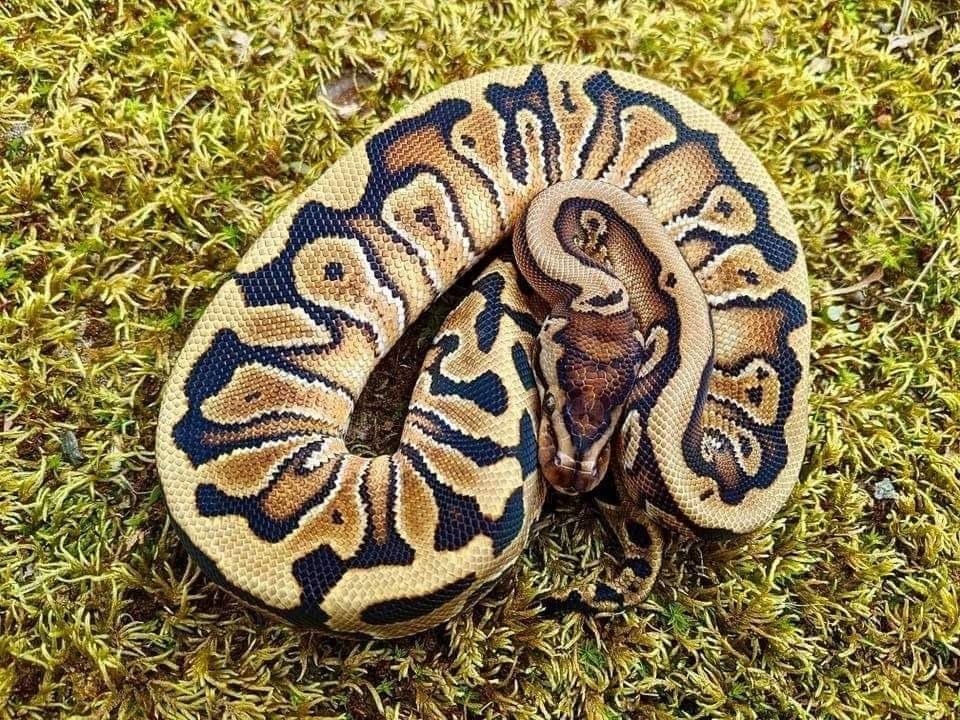 Hidden Gene Woma Yellow Belly Oculus Ball Python by Ultra Violet ...