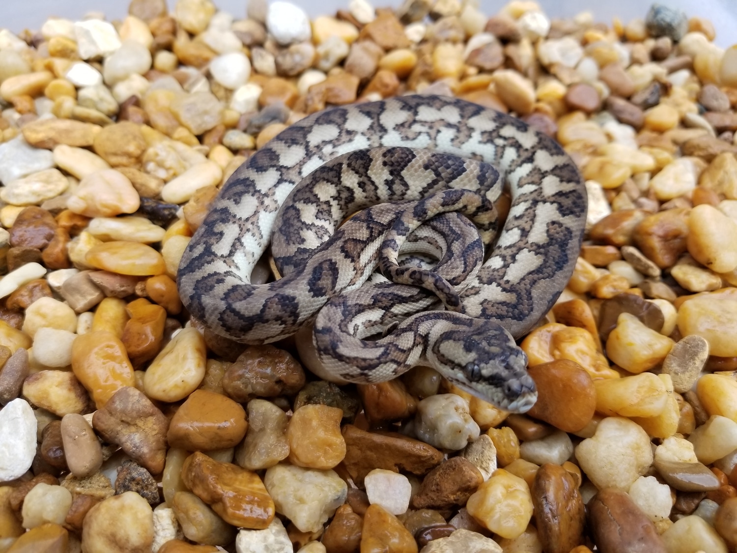 Caramel Coastal Carpet Python by Uwabami Reptiles Inc - MorphMarket