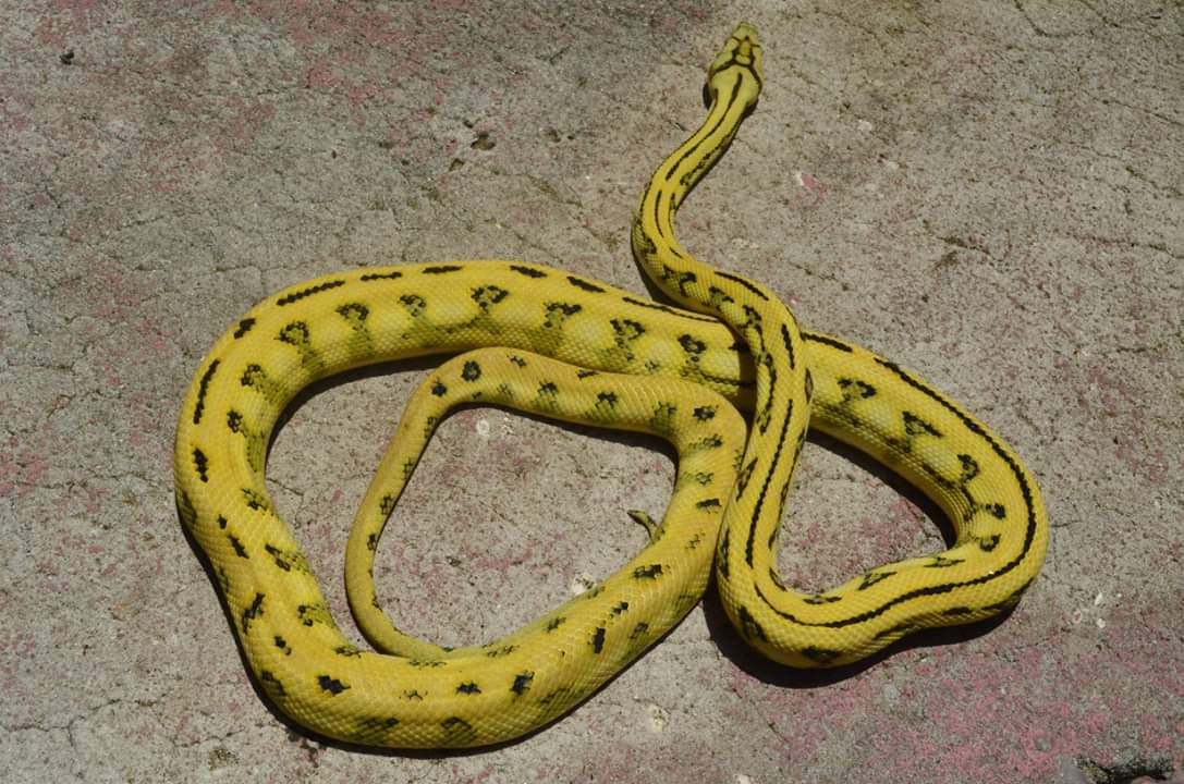 Jag Coastal Carpet Python by Uwabami Reptiles Inc - MorphMarket