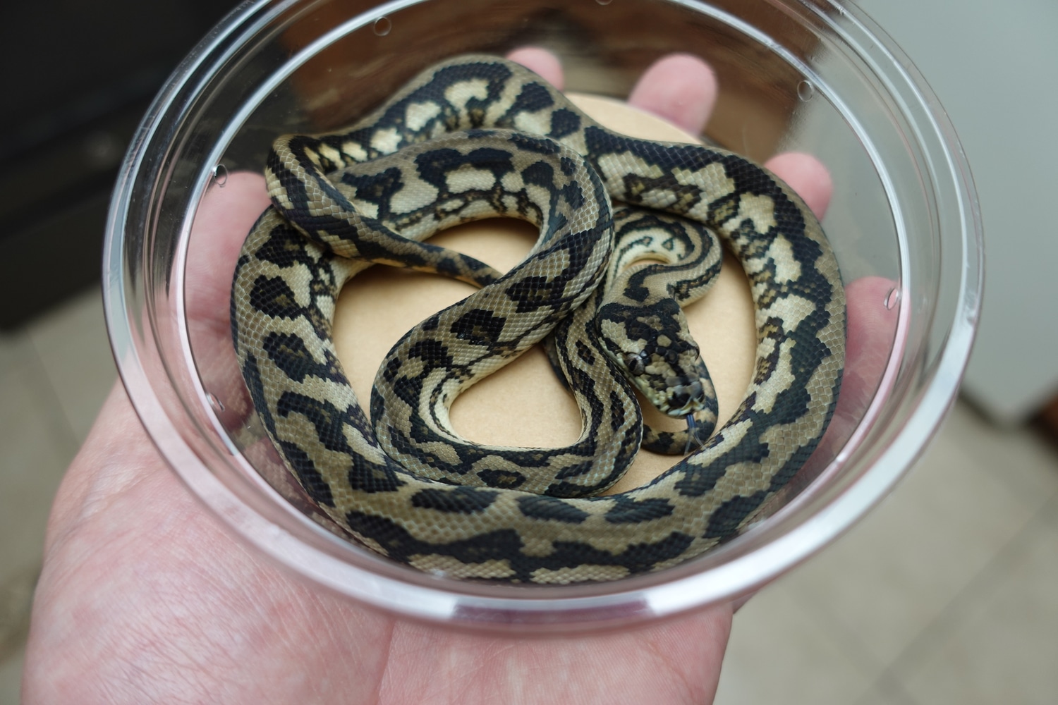 Striped Caramel Coastal Carpet Python by Uwabami Reptiles Inc - MorphMarket