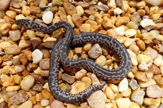 Striped Spotted Python by Uwabami Reptiles Inc
