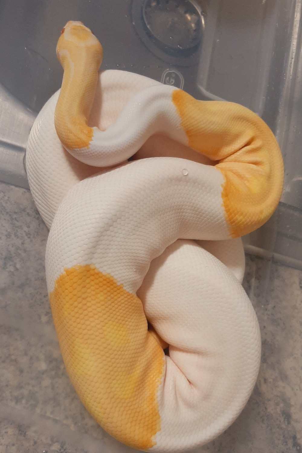 Albino Pied Ball Python by ColeBloodedExotics - MorphMarket