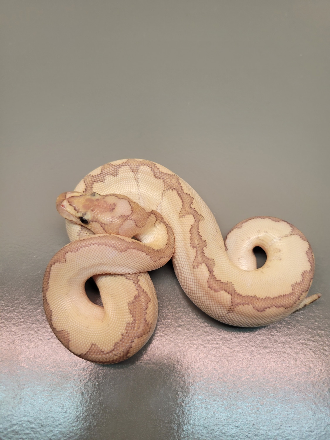 Bamboo Clown Ball Python by Mgf Exotics - MorphMarket