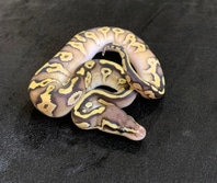 Mojave Puzzle Pos Het Hypo Ball Python by CR Serpents - MorphMarket