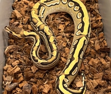 Mojave Puzzle Pos Het Hypo Ball Python by CR Serpents - MorphMarket