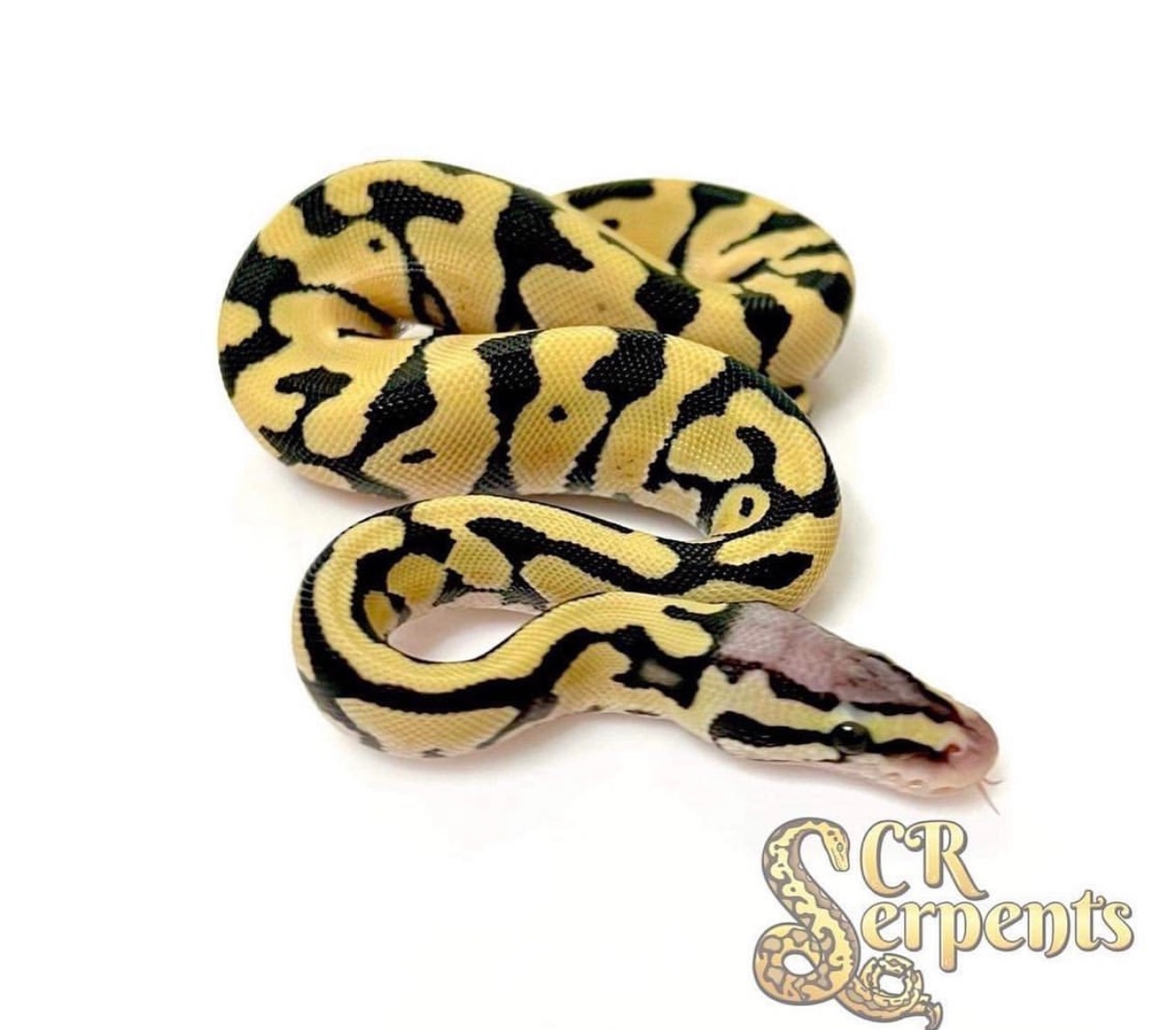 Pastel DG Pos Weirdo 66% Het Puzzle Ball Python by CR Serpents ...