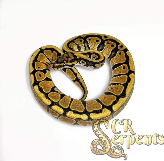 Spotnose Het Puzzle Ball Python by CR Serpents