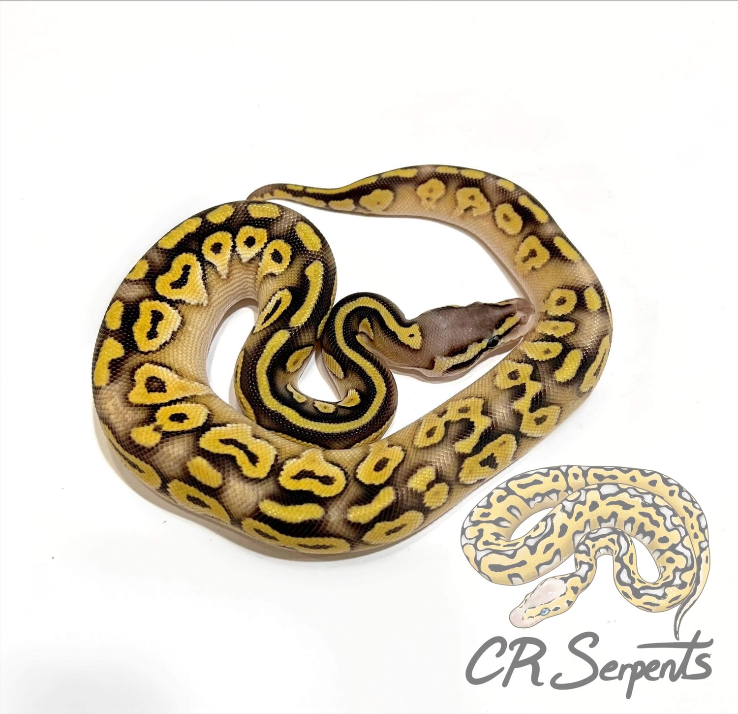 Pastel OD Mojave Het Puzzle Ball Python by CR Serpents - MorphMarket